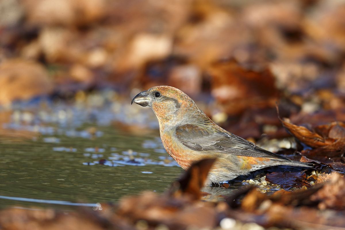 COMMON CROSSBILL (Loxia curvirostra) - songbird factfile
